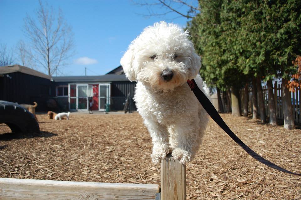 Photos | MyDogPhilosophy.com