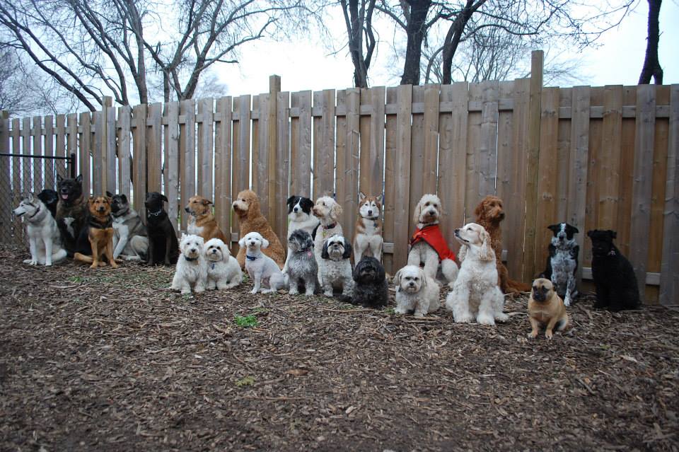 Photos | MyDogPhilosophy.com