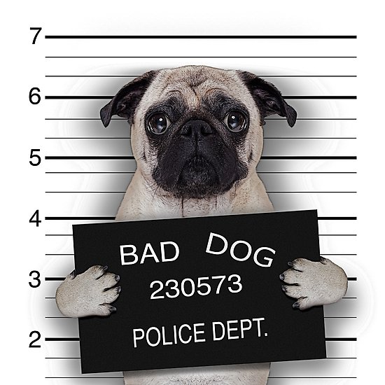 Ten Tips to overcoming the Terrible Two’s! | MyDogPhilosophy.com