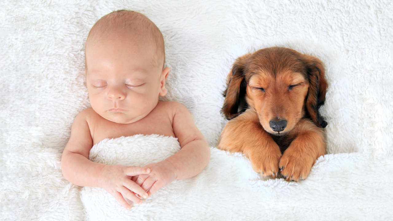 How to prepare your dog for a baby | MyDogPhilosophy.com